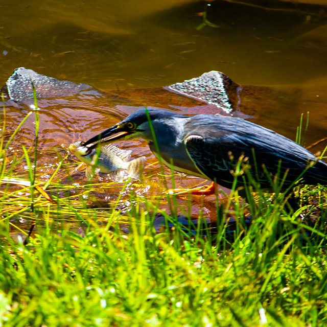 Foto socozinho (Butorides striata) Por Nathan Cavalheiro | Wiki Aves ...