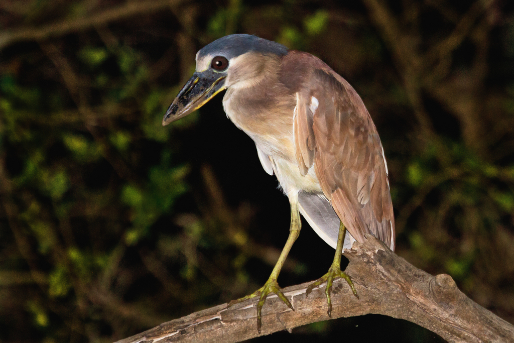 Foto arapapá (Cochlearius cochlearius) Por Celuta Machado | Wiki Aves ...