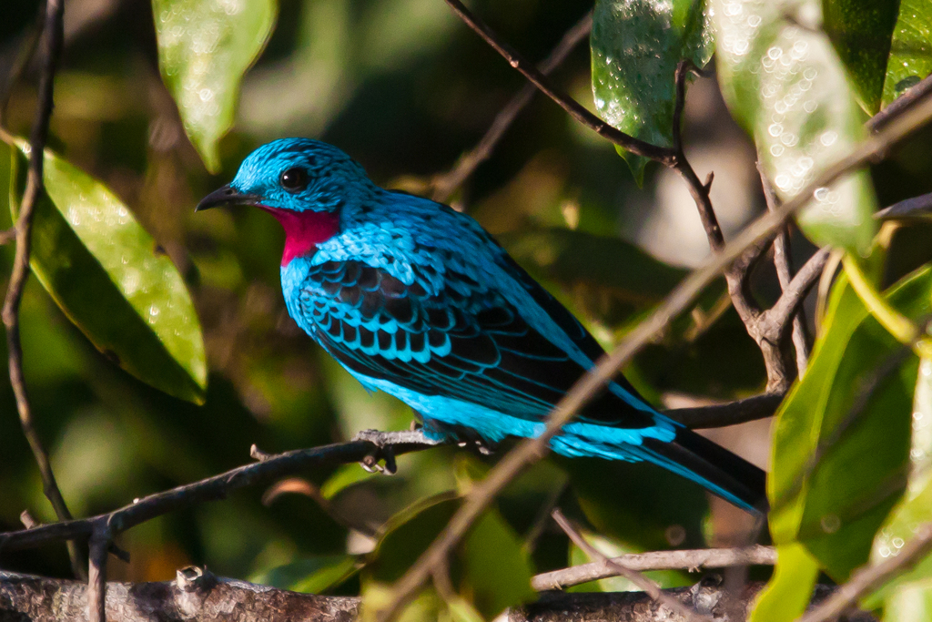 Foto anambé-azul (Cotinga cayana) Por Zé Edu Camargo | Wiki Aves - A ...