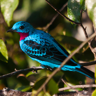 anambé-azul (Cotinga cayana) | WikiAves - A Enciclopédia das Aves do Brasil