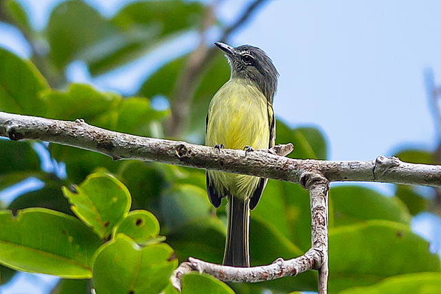 Foto bico-chato-de-cabeça-cinza (Tolmomyias poliocephalus) Por Marco ...