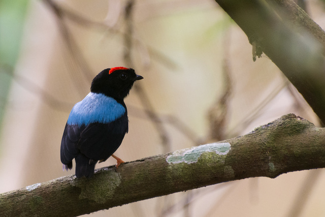 Foto tangará-príncipe (Chiroxiphia pareola) Por Marcia Sidrim | Wiki ...