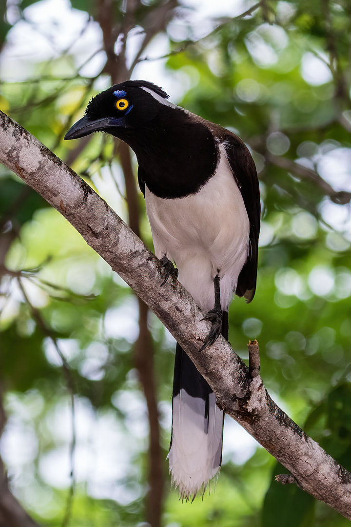 Foto gralha-cancã (Cyanocorax cyanopogon) Por Thelma Gatuzzo | Wiki ...