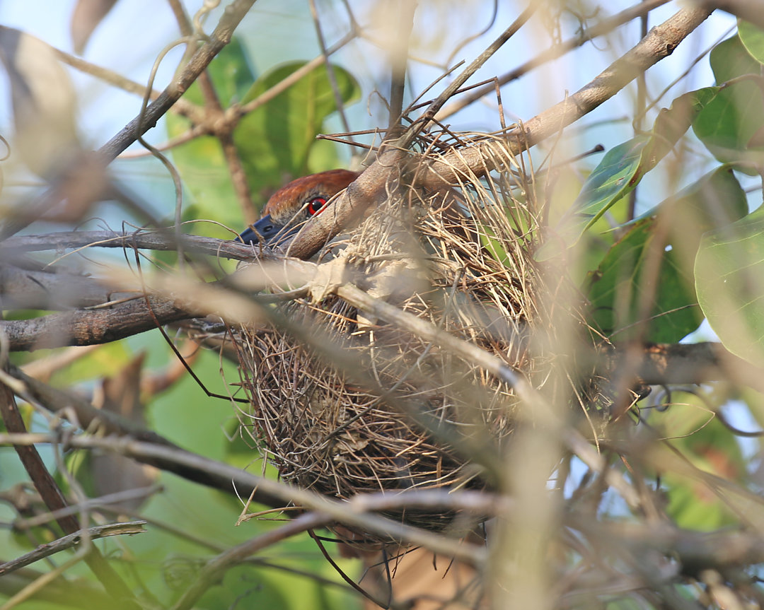 Foto choró-boi (Taraba major) Por Almir Tavora | Wiki Aves - A ...