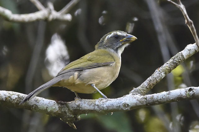 Foto trinca-ferro (Saltator similis) Por Maicon Molina | Wiki Aves - A ...