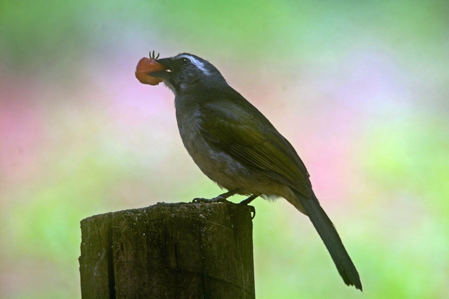 Foto trinca-ferro (Saltator similis) Por Jacques Passamani | Wiki Aves ...