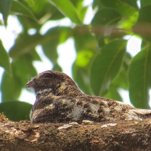 tuju (Lurocalis semitorquatus) | WikiAves - A Enciclopédia das Aves do ...