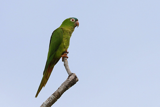 Foto aratinga-de-testa-azul (Thectocercus acuticaudatus) Por Leonardo ...