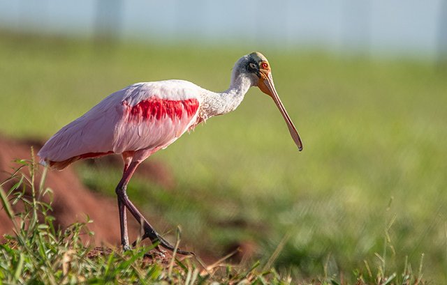 Foto colhereiro (Platalea ajaja) Por José Pireni | Wiki Aves - A ...