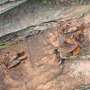 guácharo (Steatornis caripensis) | WikiAves - A Enciclopédia das Aves ...