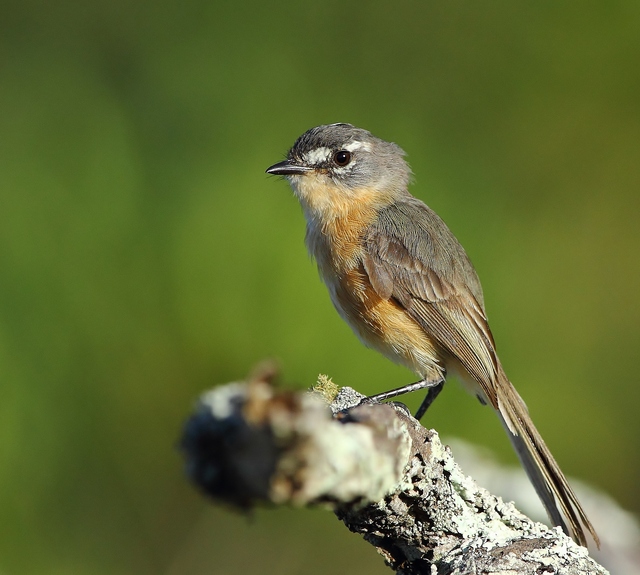 Foto papa-moscas-de-costas-cinzentas (Polystictus superciliaris) Por ...