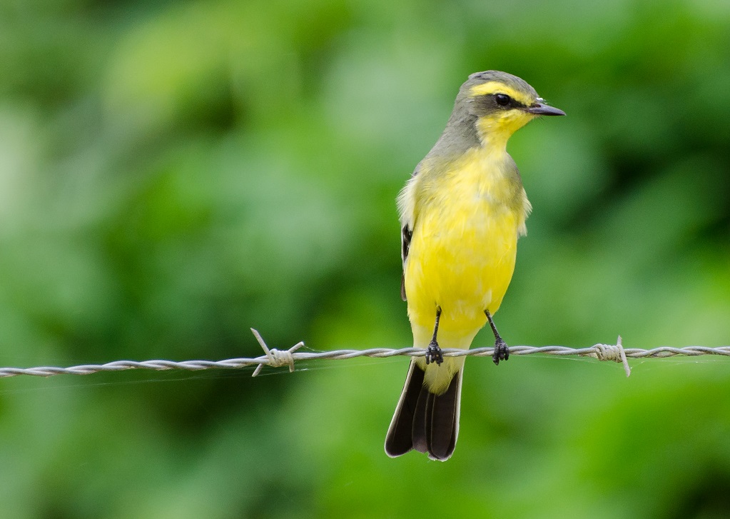 Foto suiriri-pequeno (Satrapa icterophrys) Por Allisson Cafeseiro ...