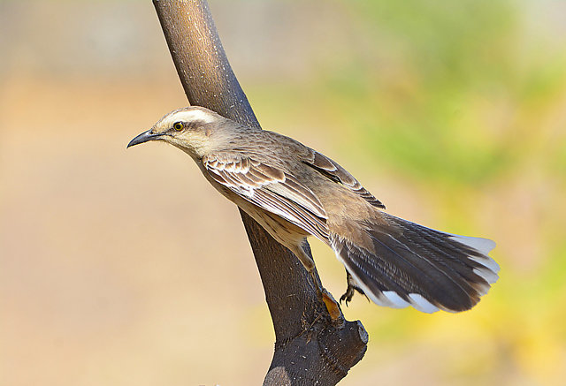 Foto sabiá-do-campo (Mimus saturninus) Por Cicero Silva | Wiki Aves - A ...