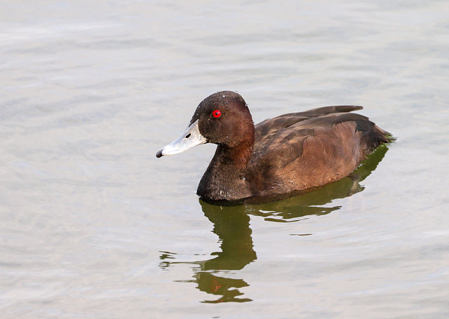 Foto paturi-preta (Netta erythrophthalma) Por Luiz Moura | Wiki Aves ...
