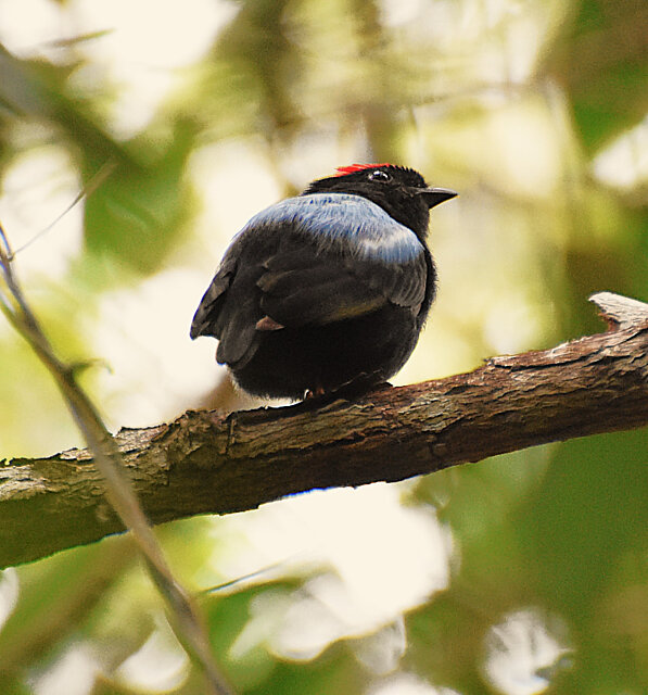 Foto tangará-príncipe (Chiroxiphia pareola) Por Ivo Zecchin | Wiki Aves ...