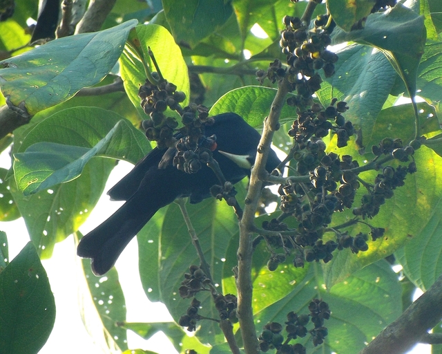 Foto guaxe (Cacicus haemorrhous) Por Roney Souza | Wiki Aves - A ...