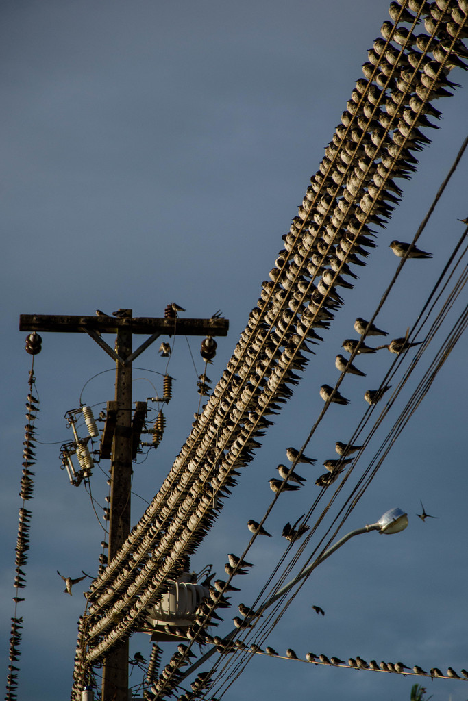 Foto andorinha-grande (Progne chalybea) Por Gabriel Surek | Wiki Aves ...
