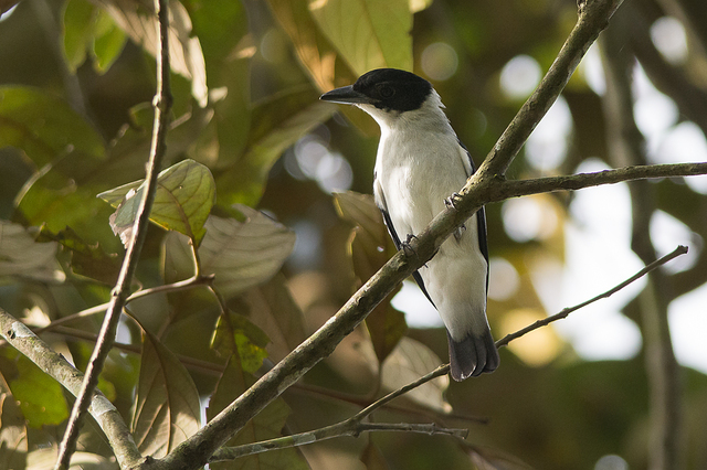 Foto anambé-branco-de-bochecha-parda (Tityra inquisitor) Por Rodrigo ...