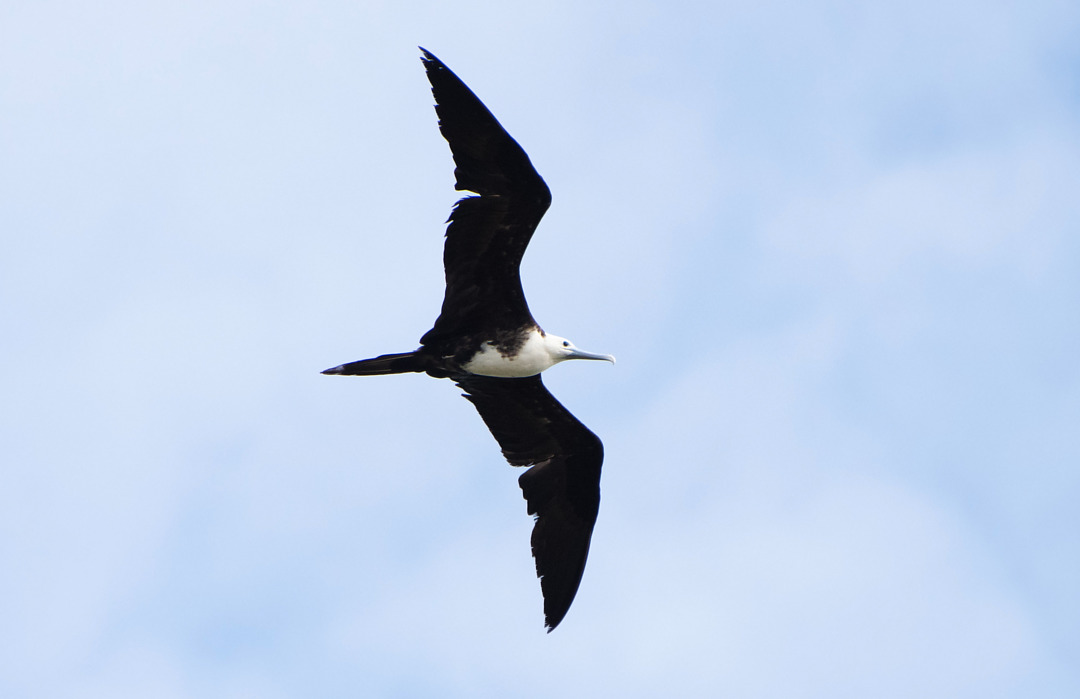 Foto fragata (Fregata magnificens) Por Thiago Martins | Wiki Aves - A ...