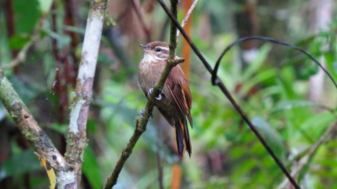 Foto bico-virado-miúdo (Xenops minutus) Por Paola Alves | Wiki Aves - A Enciclopédia das Aves do ...