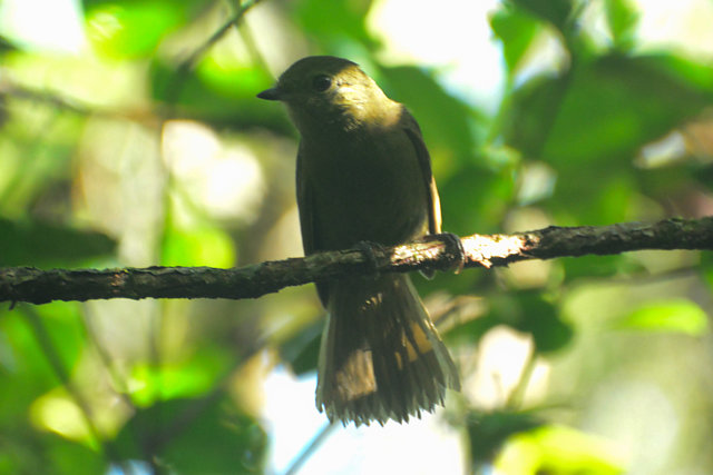 Foto flautim (Schiffornis virescens) Por Jean Jr Barcik | Wiki Aves - A ...