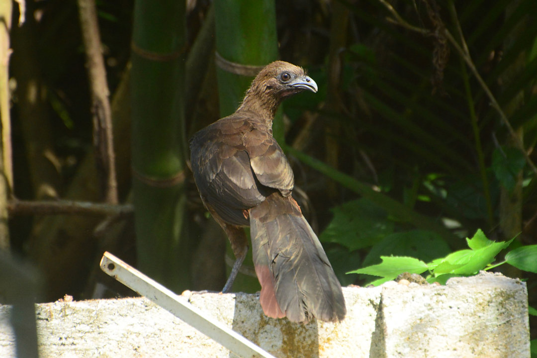 Foto aracuã-escamoso (Ortalis squamata) Por Jean Jr Barcik | Wiki Aves ...