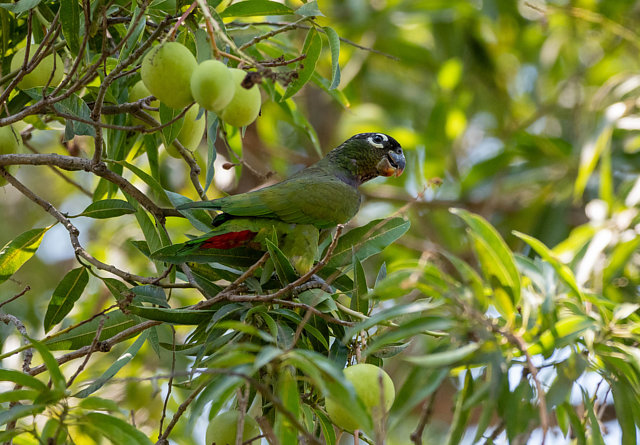 Foto maitaca-verde (Pionus maximiliani) Por Antonio Gutierrez | Wiki ...