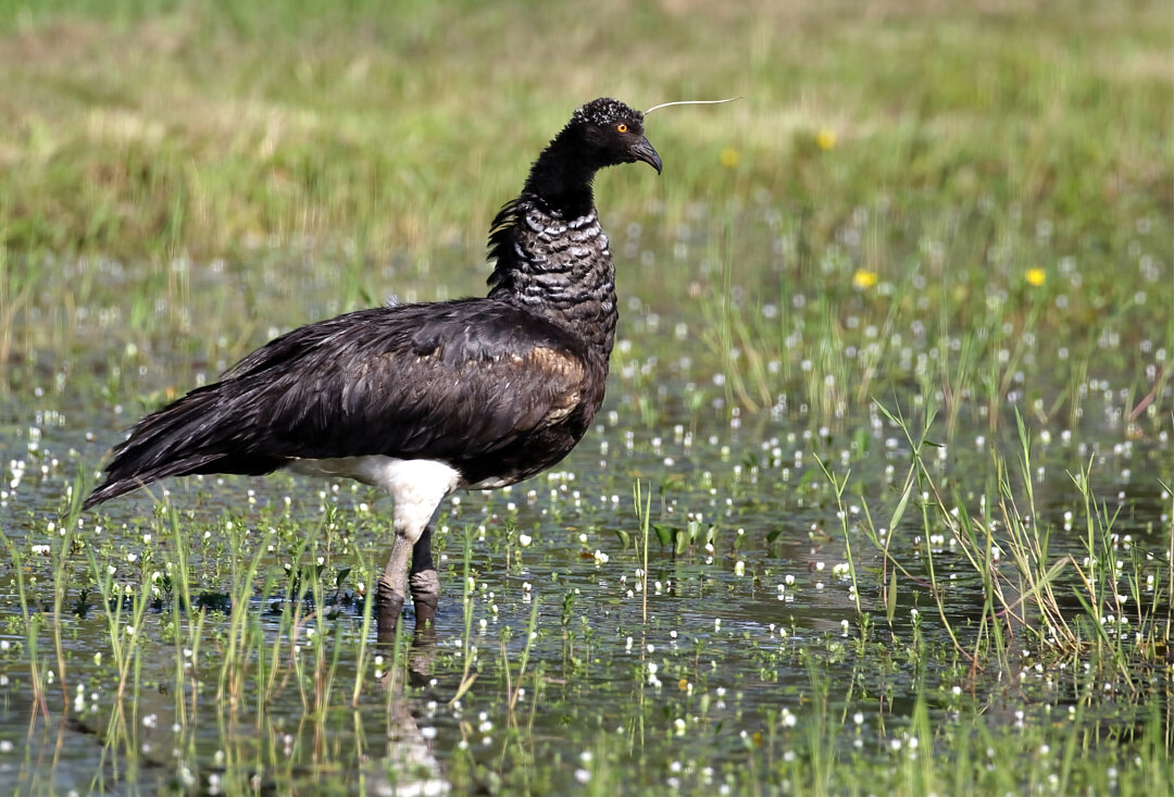 Foto anhuma (Anhima cornuta) Por Jayrson Araújo | Wiki Aves - A ...