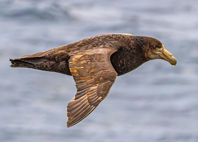 Foto petrel-grande (Macronectes giganteus) Por Mats Hildeman | Wiki ...