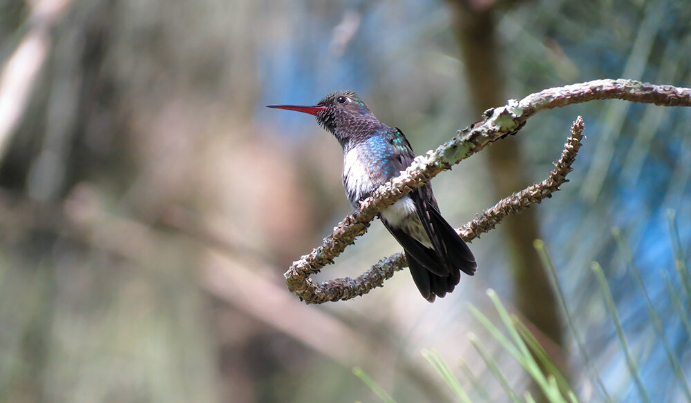 Foto beija-flor-de-peito-azul (Chionomesa lactea) Por Fernando Pacheco ...