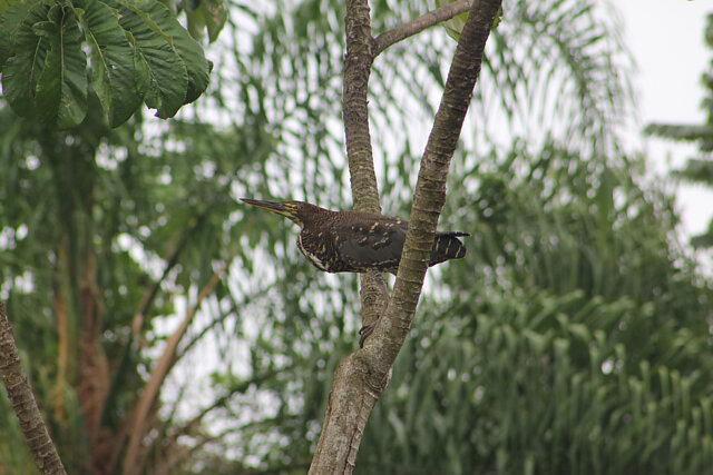 Foto socó-boi (Tigrisoma lineatum) Por Edvaldo Neto | Wiki Aves - A ...