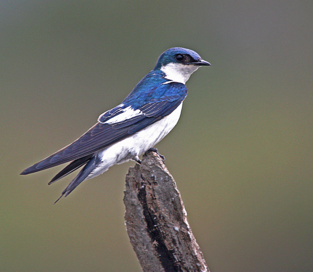 Foto andorinha-do-rio (Tachycineta albiventer) Por Leonardo Amui | Wiki ...