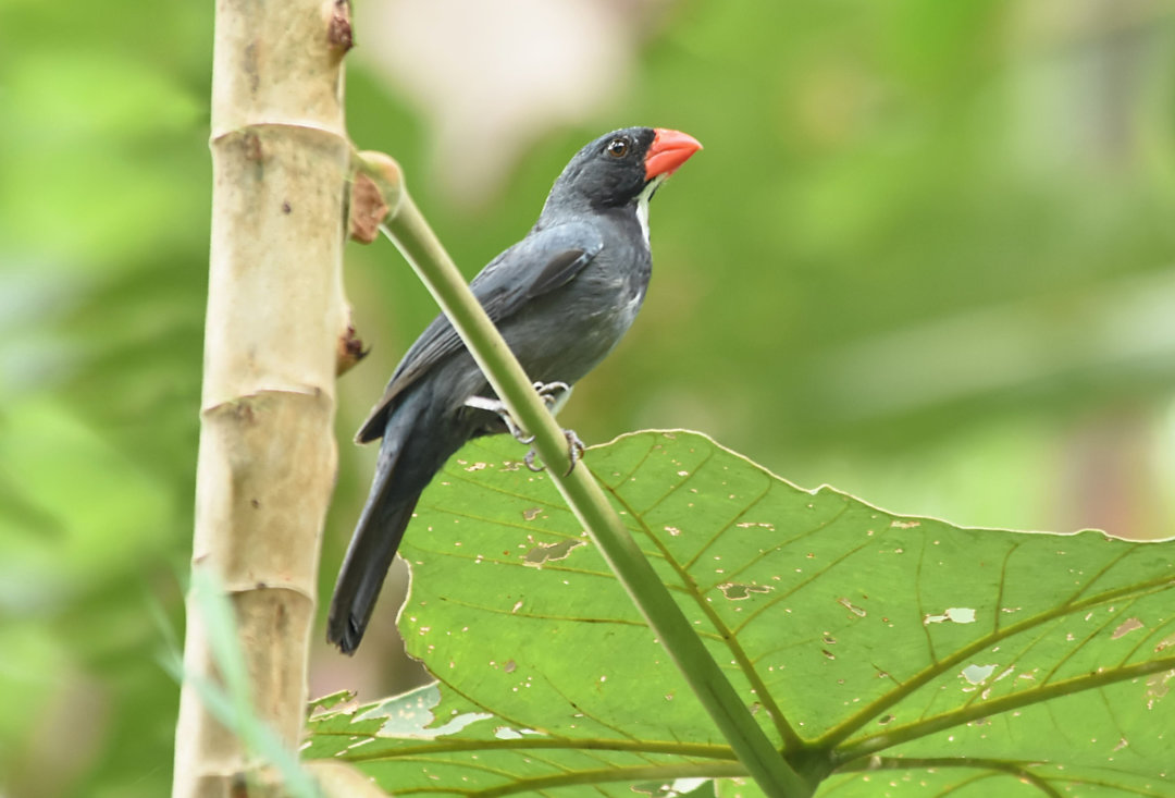 Foto bico-encarnado (Saltator grossus) Por Alexandre Picoli | Wiki Aves ...