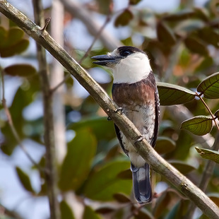 macuru-de-peito-marrom (Notharchus ordii) | WikiAves - A Enciclopédia ...
