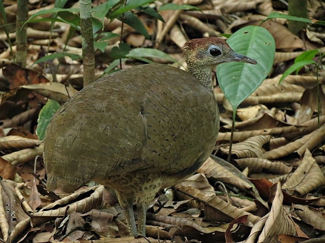 inhambu-serra (Tinamus major) | WikiAves - A Enciclopédia das Aves do ...