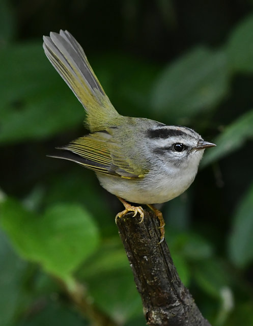 Foto pula-pula (Basileuterus culicivorus) Por Simone Battaiola | Wiki ...
