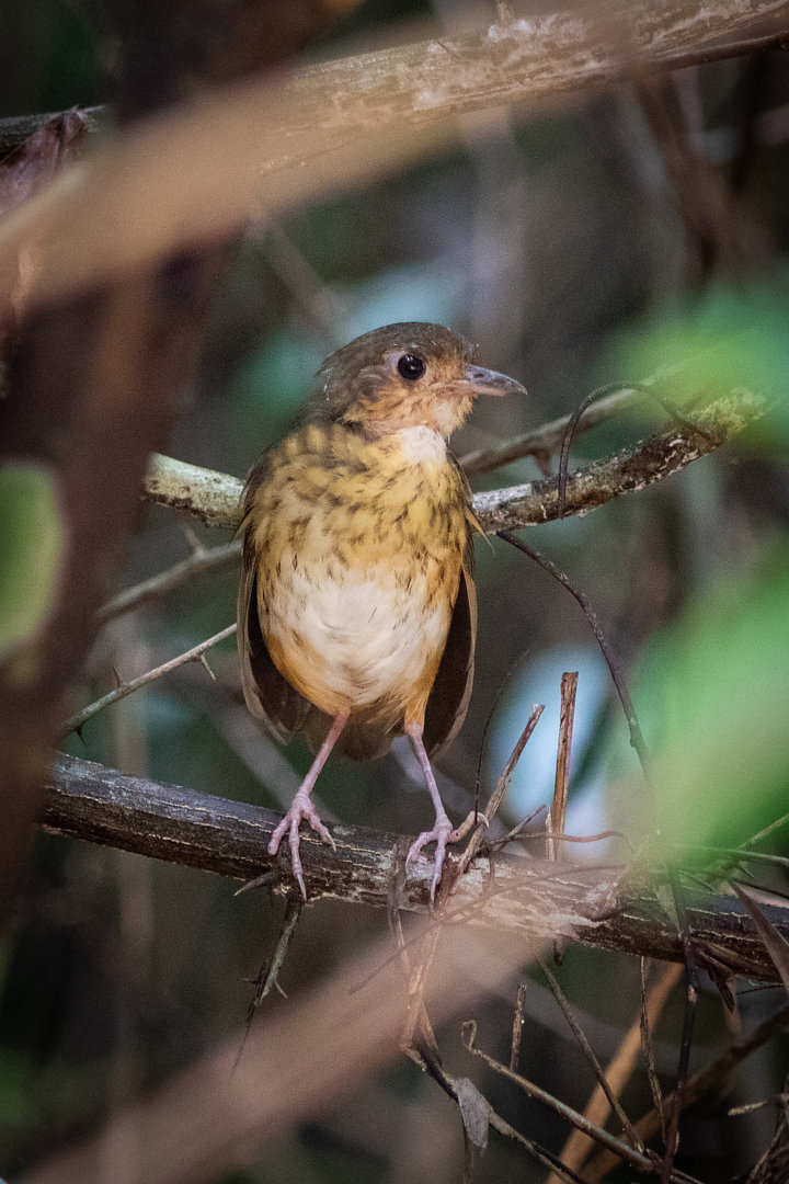 Foto torom-torom (Myrmothera berlepschi) Por Diego Murta | Wiki Aves ...