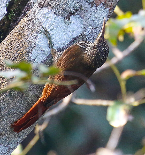 Foto arapaçu-do-duida (Lepidocolaptes duidae) Por Mats Hildeman | Wiki ...
