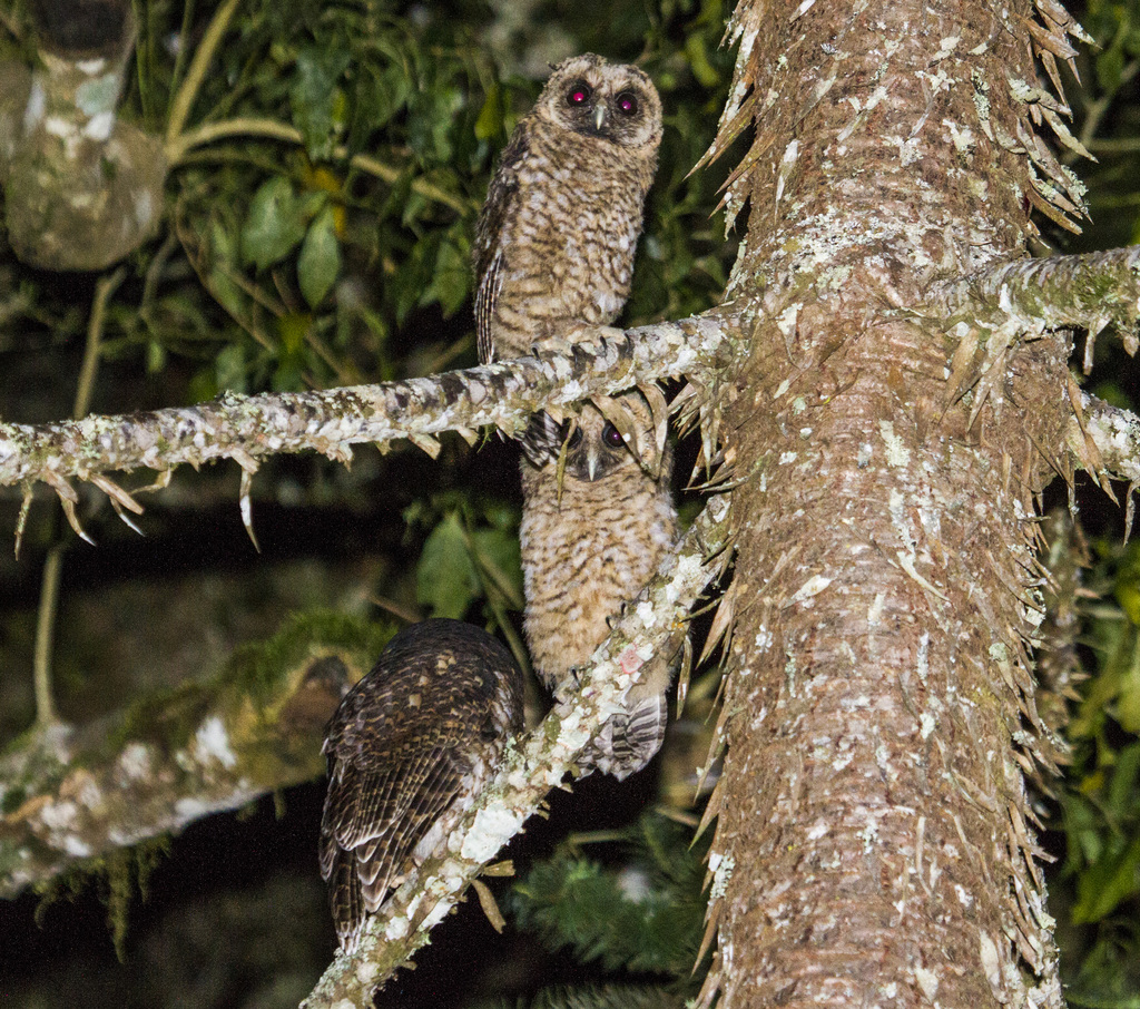 Foto coruja-listrada (Strix hylophila) Por Adilson Marques | Wiki Aves ...