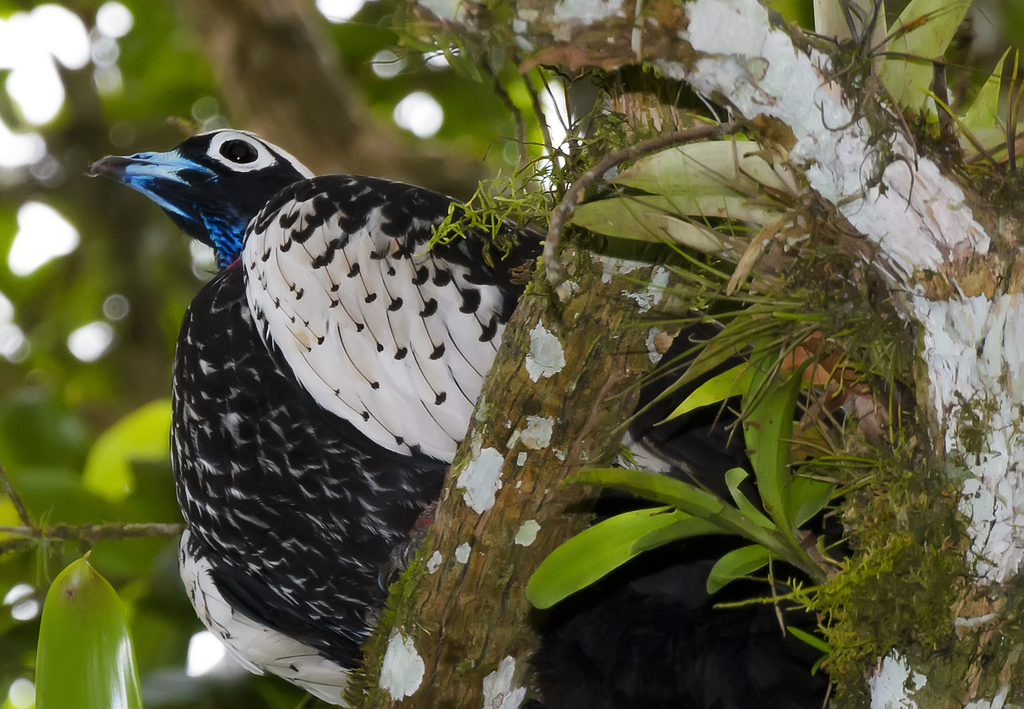 Foto jacutinga (Aburria jacutinga) Por Gabriel Büll | Wiki Aves - A ...