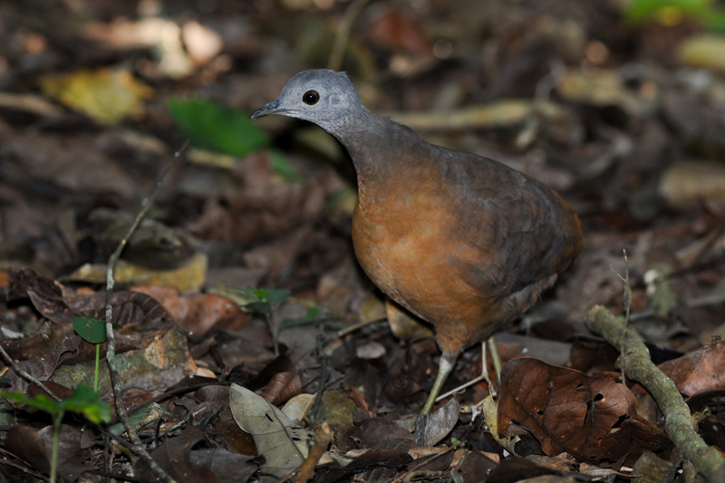 Foto tururim (Crypturellus soui) Por Joao Quental | Wiki Aves - A ...