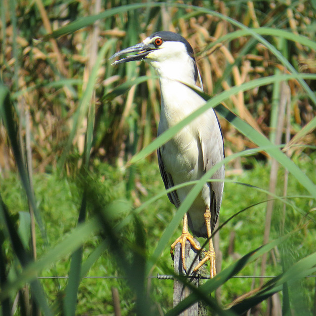 Foto socó-dorminhoco (Nycticorax nycticorax) Por Caio Belleza | Wiki ...