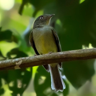 fruxu-de-barriga-amarela (Neopelma sulphureiventer) | WikiAves - A ...