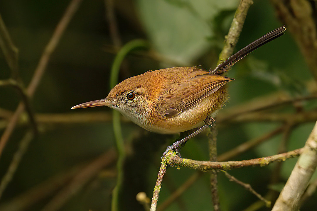 Foto chirito (Ramphocaenus melanurus) Por Leonardo Casadei | Wiki Aves ...