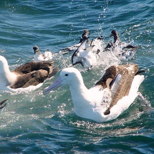 Diomedeidae | WikiAves - A Enciclopédia das Aves do Brasil