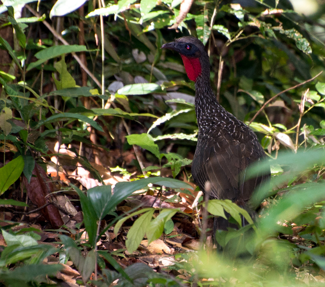 Foto jacu-de-spix (Penelope jacquacu) Por Lourenço David | Wiki Aves ...