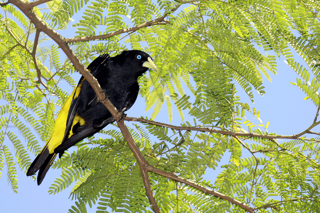 Foto xexéu (Cacicus cela) Por Paulo Marcelli | Wiki Aves - A ...