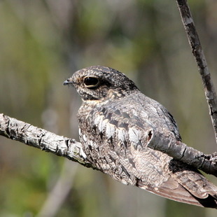 bacurau-de-asa-fina (Chordeiles acutipennis) | WikiAves - A ...