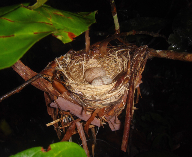 Foto rendeira (Manacus manacus) Por Marllus Rafael Almeida | Wiki Aves ...