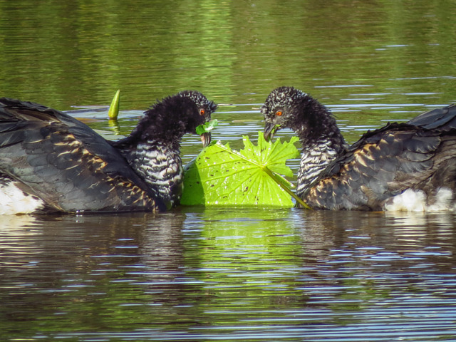 anhuma (Anhima cornuta) | WikiAves - A Enciclopédia das Aves do Brasil